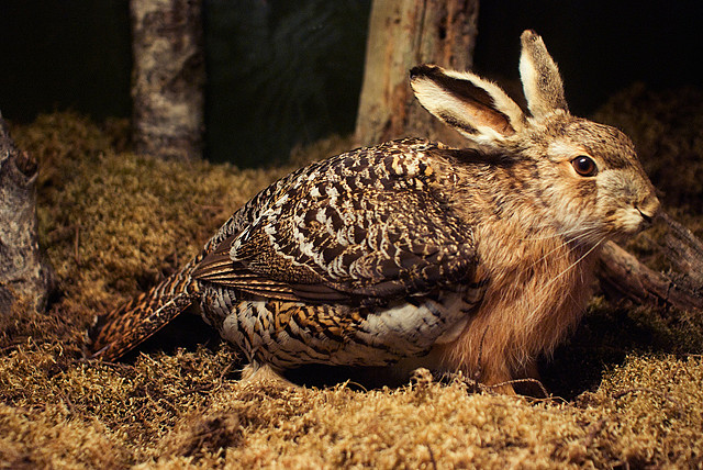 Kriptozoológia: Skvader