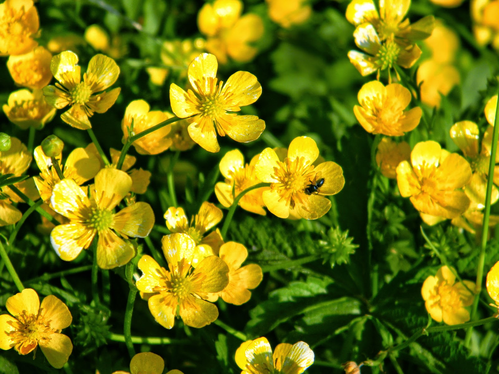 BOGLARKA FLOWER photos - wallpapers | the fun bank