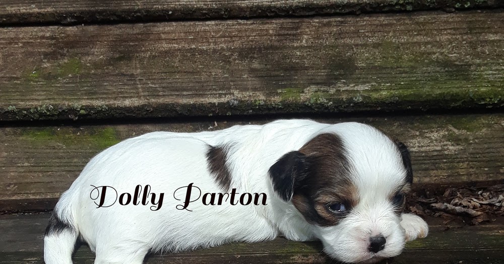Southern Royalty Pet Designers: Cavaton puppy pictures of November 5th.