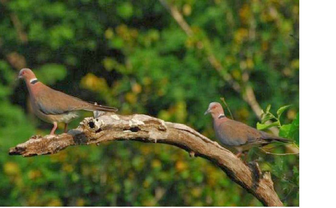 Kank Yoga Story: Penembak Jadul 12. ( Pindah Lokasi Ngamuk Deruk neng ...