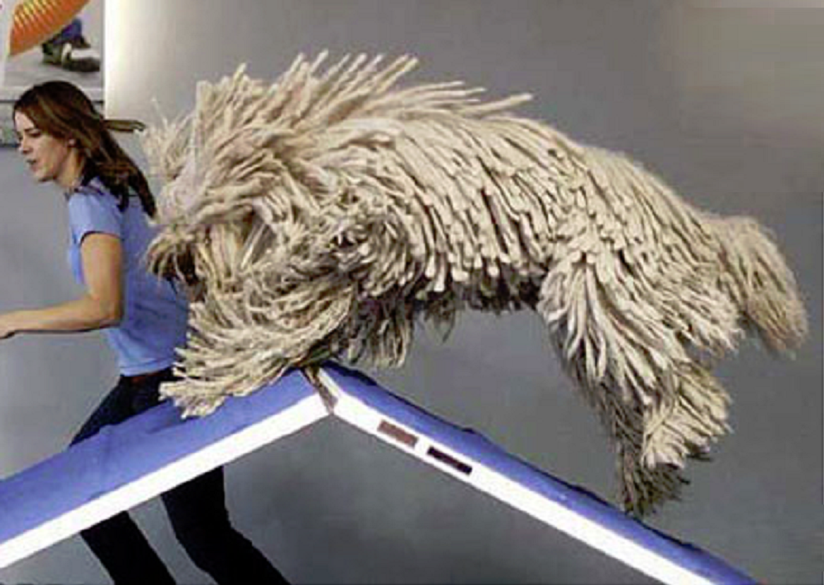 Aylmer to Zazzoo and Beyond: Komondor: The Rasta Dog