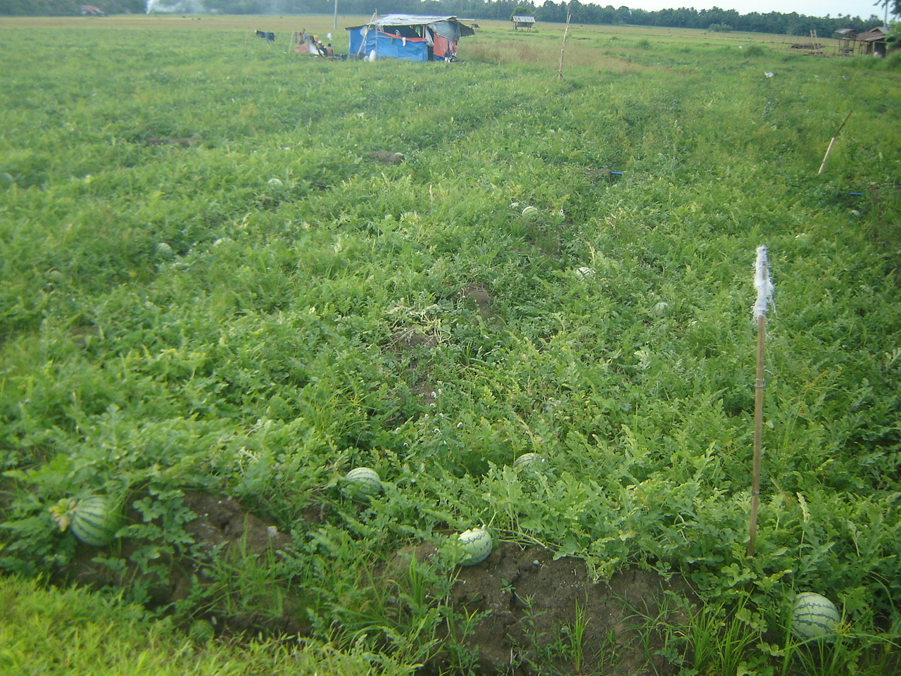 MADYAAS PEN: WATERMELON