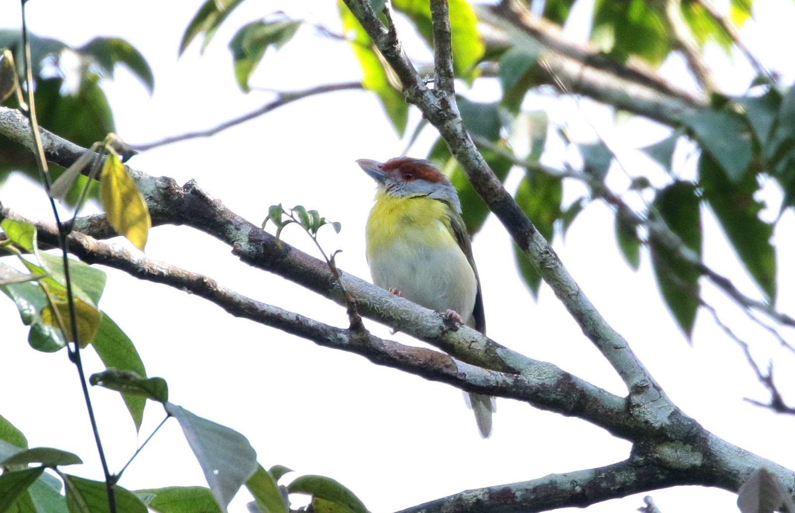 Nuestro bello mundo...: Pajareando en el Parque Nacional Macarao ...