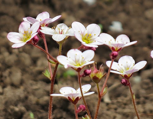-neuer Gartentraum-: Erste Pfingst- (Oster-) Rose