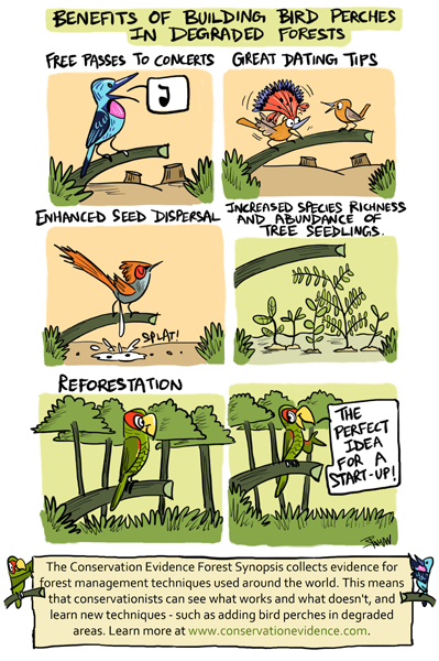 Green Humour: Bird Perches in Degraded Forests