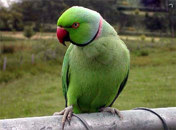 Webi Fun: Unlimited Web Fun in One URL: Badmash Tota