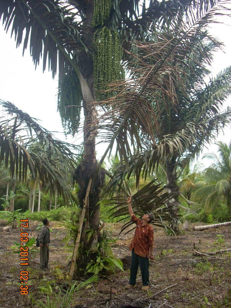 Bibit Sawit, Karet dan Aren: Memilih Jenis Pohon Aren Yang Baik