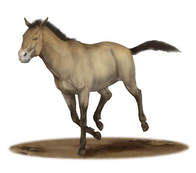 Mundo Equino: Pliohippus. Casi una copia de lo moderno.