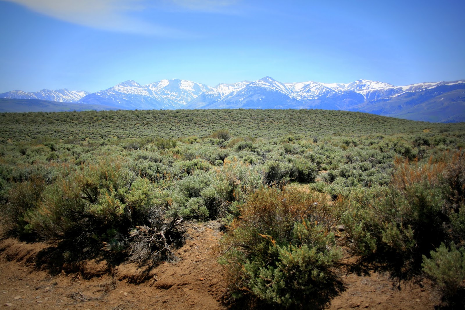 Stillhowlyntravels: Sutter Creek to Coleville...