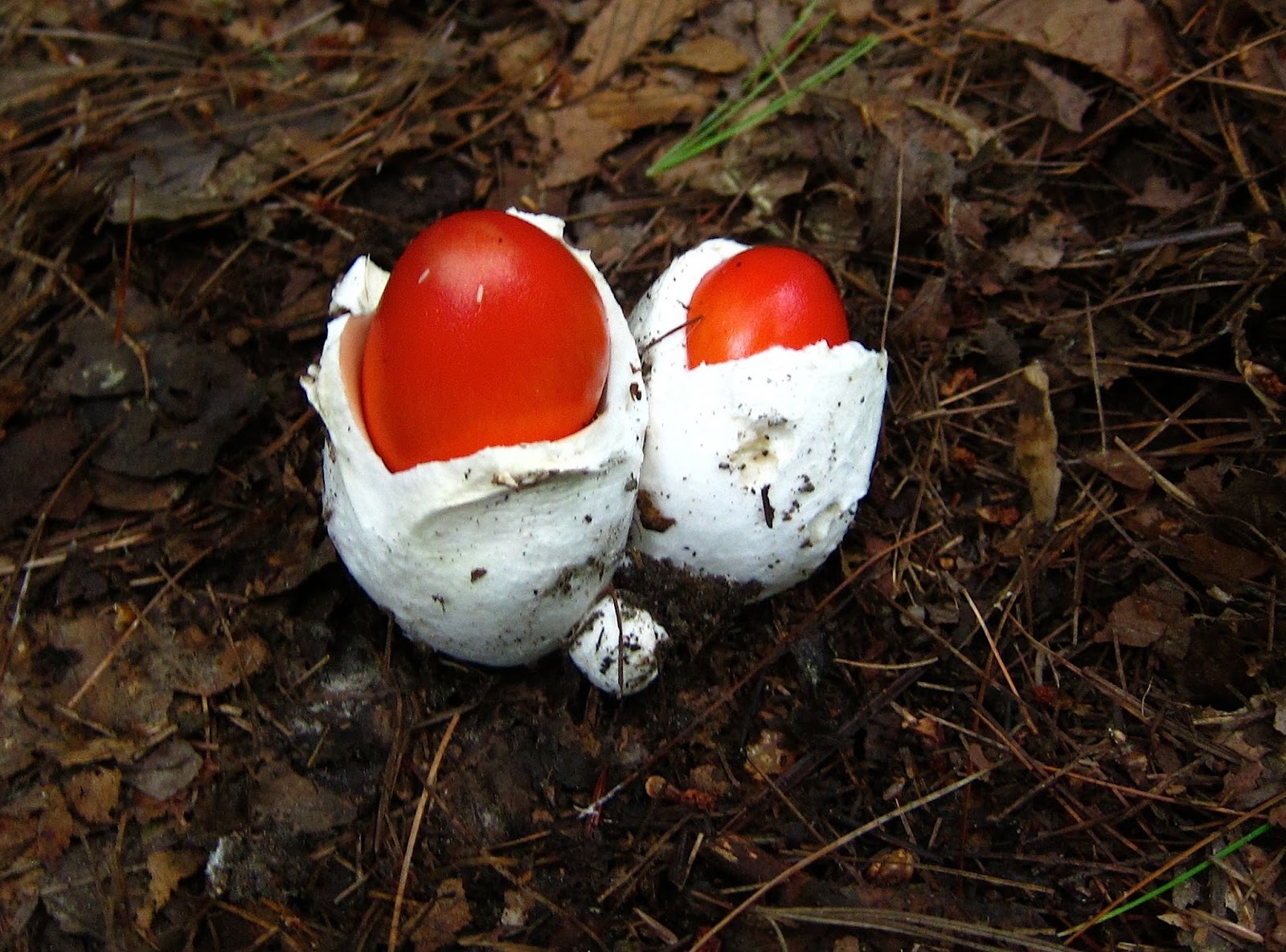 Saratoga woods and waterways: One Beautiful Mushroom