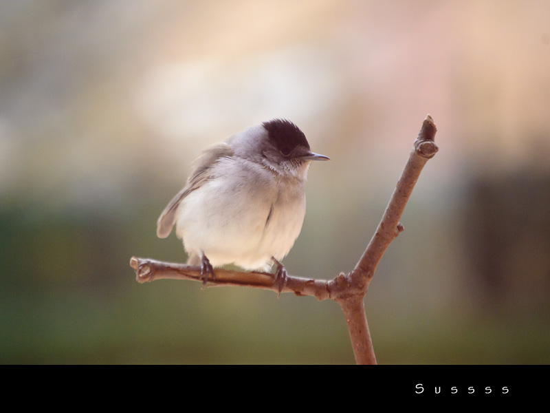 BLOG FOTOGRAFIC DE SUSSSS: de març 2015