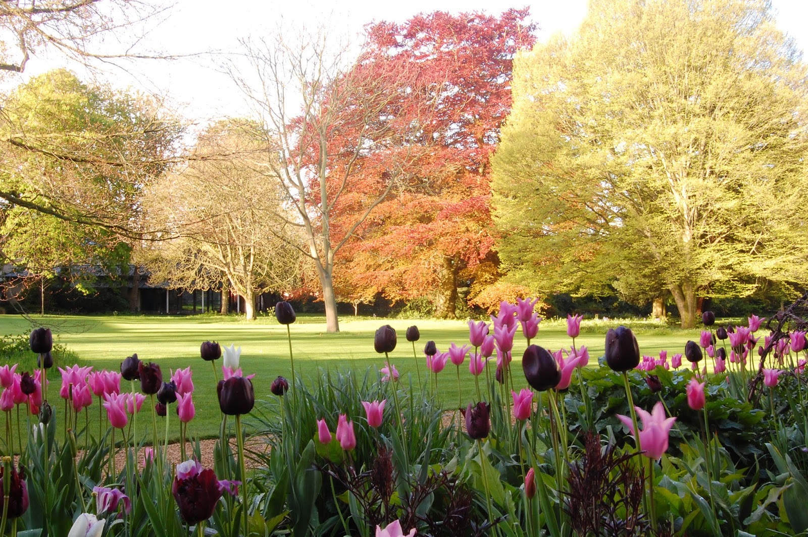 Worcester College Gardeners 2009-2018: The Triumph Of This Year's Tulip ...