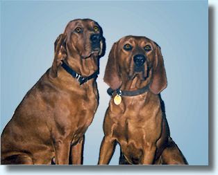 Where The Red Fern Grows Dogs Breed
