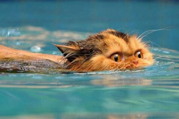 These Photos Prove Cats Are The Most Dramatic Animals In The World. (24 ...
