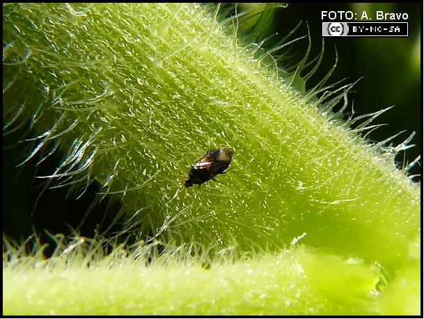 FAUNA AUXILIAR: FAMILIA ANTHOCORIDAE