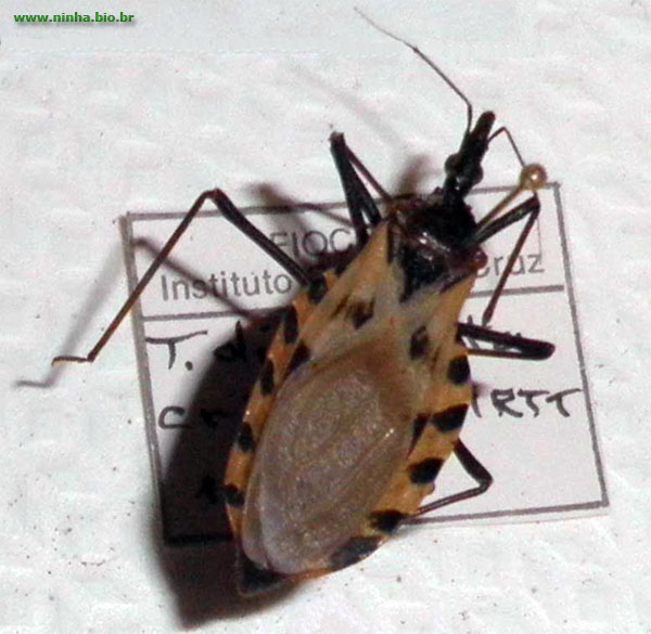 Circulo Mitológico: Barbeiro-Transmissor da doença de Chagas.