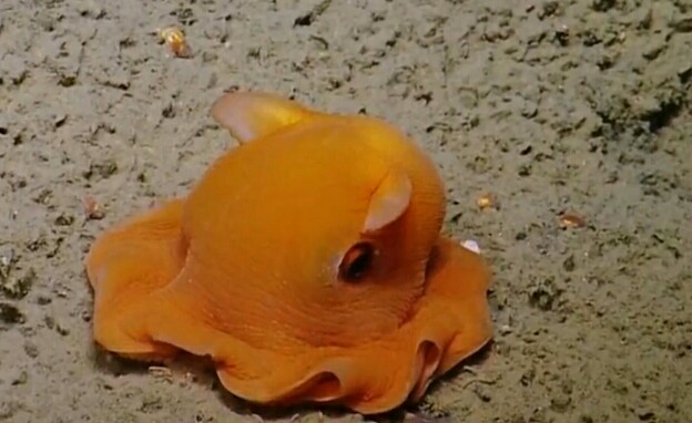 The Mariana Trench - Informative Spider