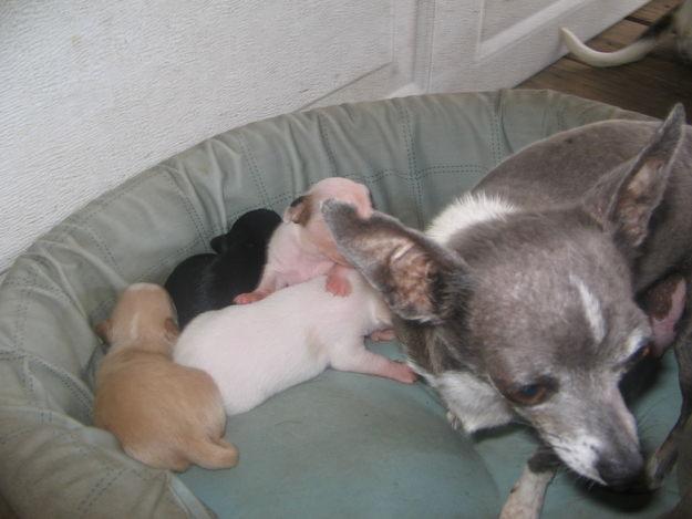 ANIMALS PLANET: Dogs trust