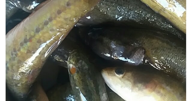 Ilocos: Bunog, The Ilocano Fish Favorite