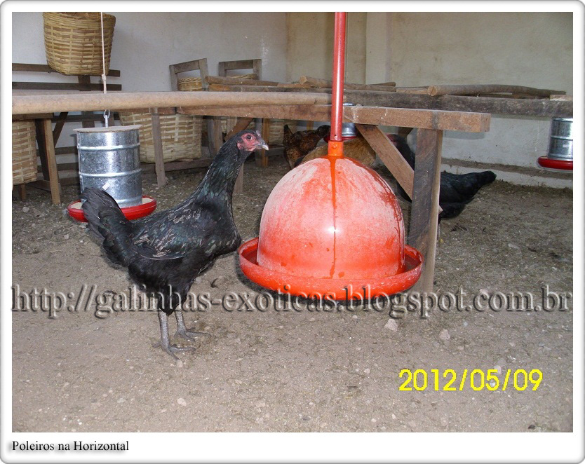 Chácara Sagrada Família - Criação De Galinhas: Poleiros...