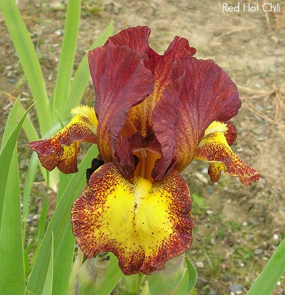 World of Irises: Irises at Aitken's: Part Two - Medians