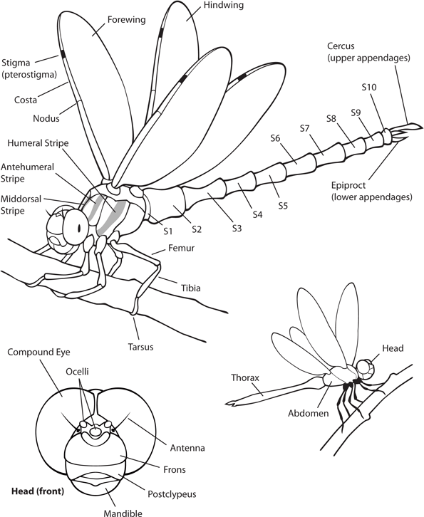 Las libélulas: las danzarinas del aire.