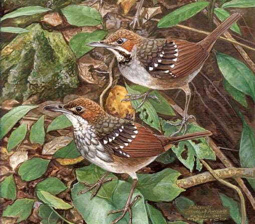 Species New to Science: [Ornithology • 2013] Phylogeography of the ...