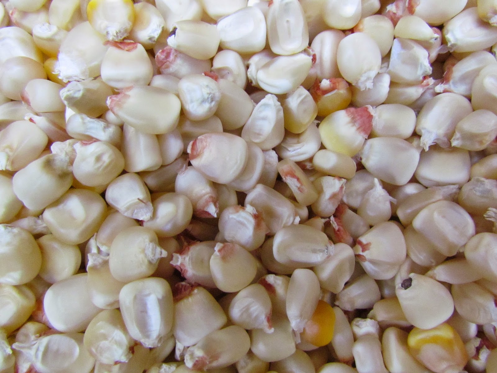 Seed Revolution Now!: Working Together To Build The California Seed Network
