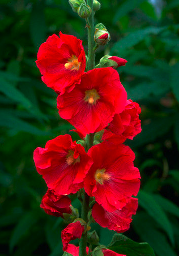 Viivika taimemaailmas: Lillede klassifikatsioon