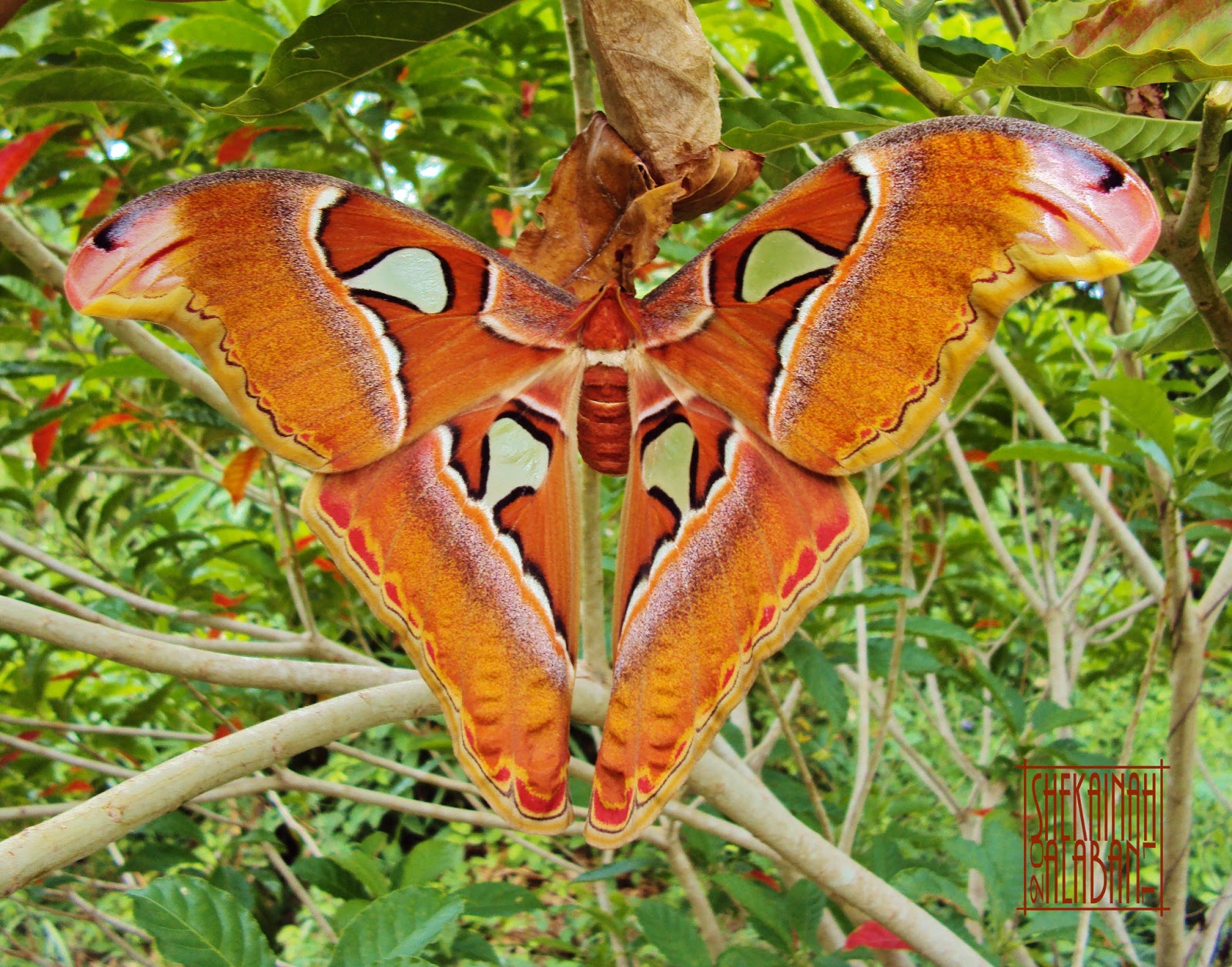 Biodiversity Capiz: Atlas Moth (Attacus lorquini)