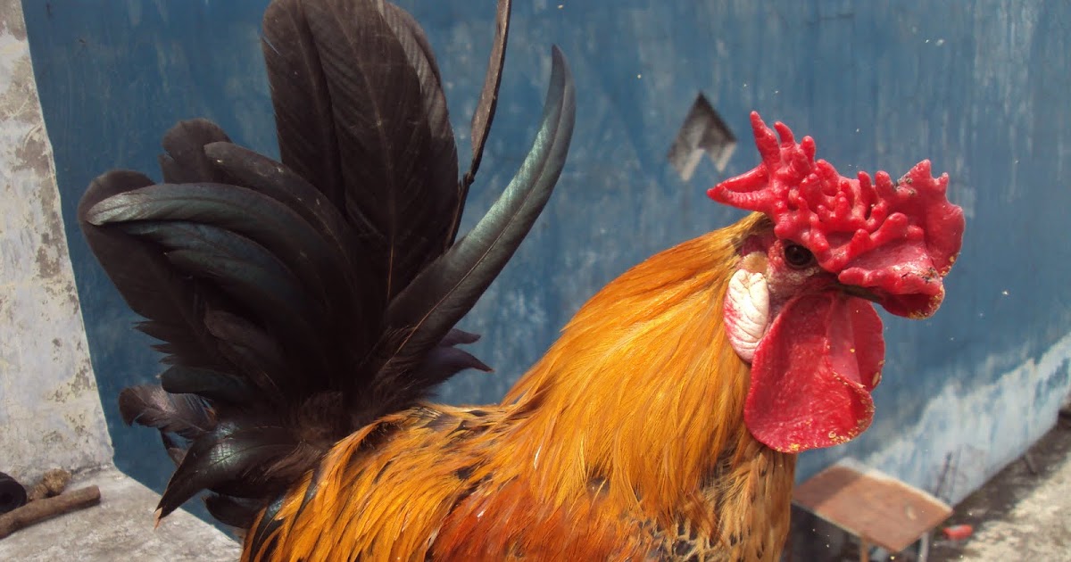 Batik Hitam Emas √ 45+ Motif Batik Papua Dan Corak Kain Yang Khas ...