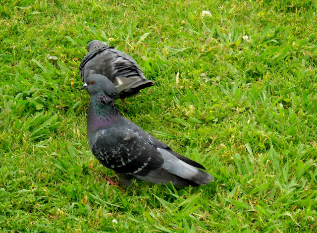 White Rock Lake, Dallas, Texas: The Feral Pigeons of White Rock Lake ...