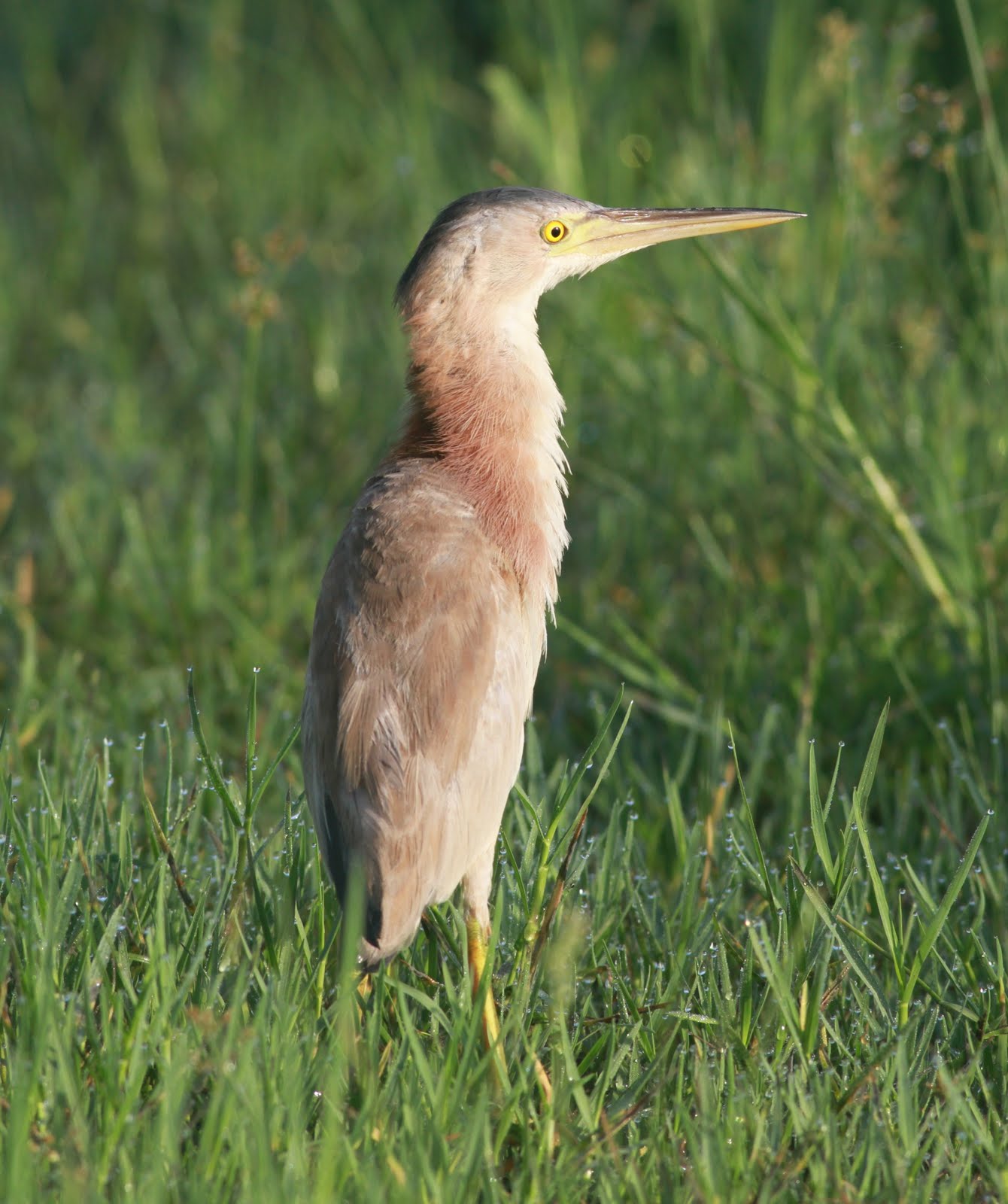 A Birder in The Philippines: Ixobrychus spp. at IRRI