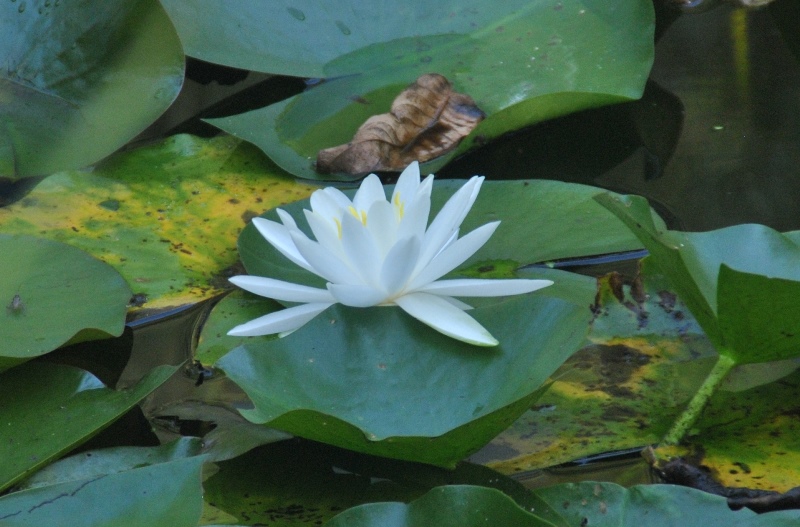 Southeastern PA Hiking: Horse-Shoe Trail - Great Valley Nature Center ...