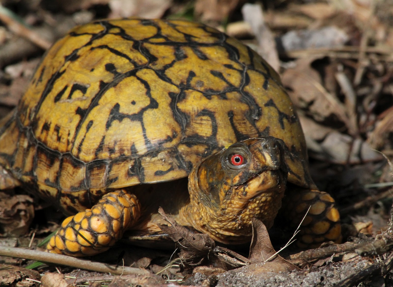 Connetquot in Pictures: Box Turtle