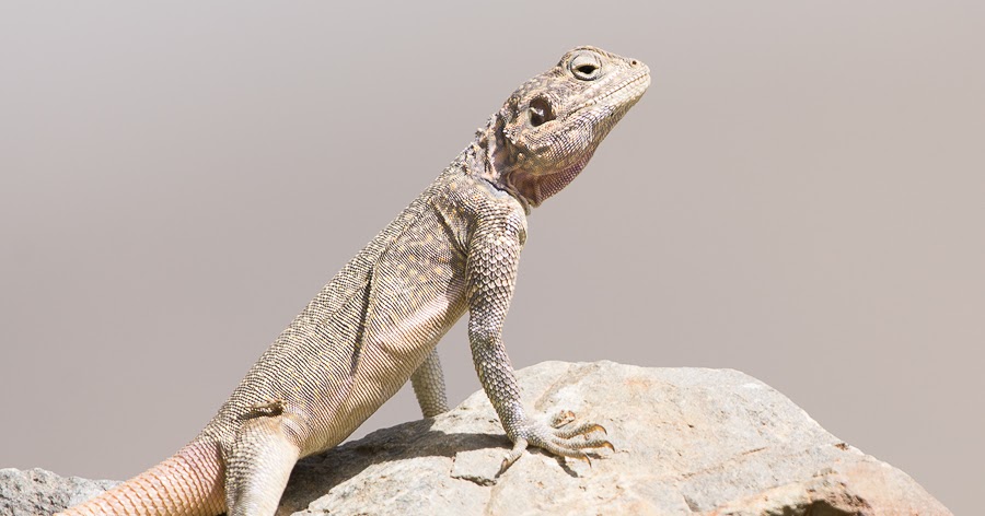 Birds of Saudi Arabia: Anderson’s Rock Agama Raydah Escarpment near ...