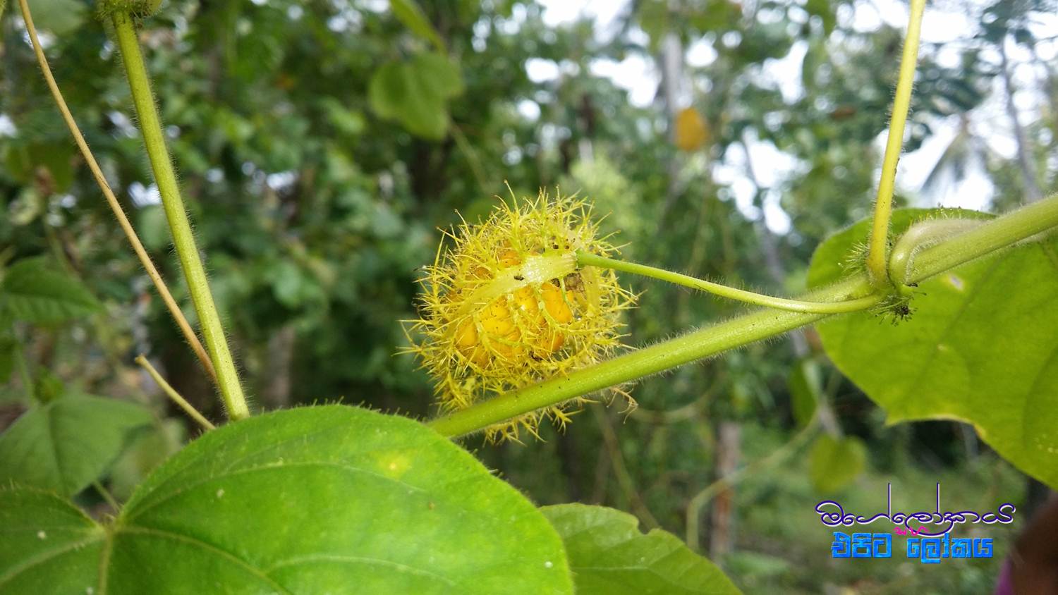 My World & Beyond World - මගේ ලෝකය හා එපිට ලෝකය : 'පඩයක්' තරම්වත් ගණන් ...