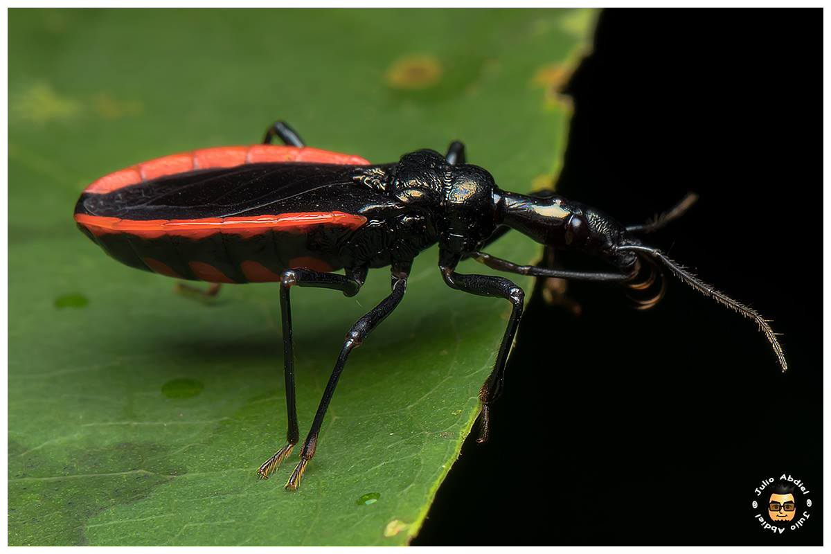 Nocturnal Macro-Adventure - Featured subfamily: Kissing Bugs (Triatominae)