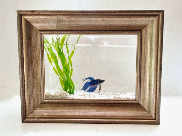 List Nation: 5 Unique DIY Betta Tank Ideas