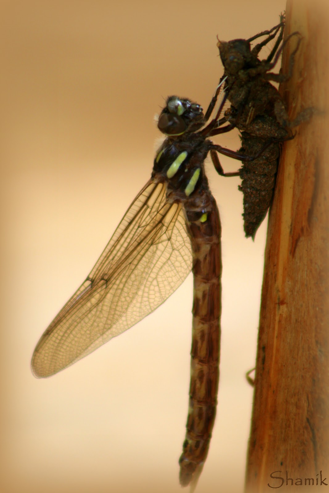Shamik Photography ~ Devoted to the Natural Elements: Dragonfly ...