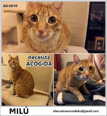 maria.fernandez.parrilla.animalista DIFUSION DE ANIMALES SIN HOGAR ...