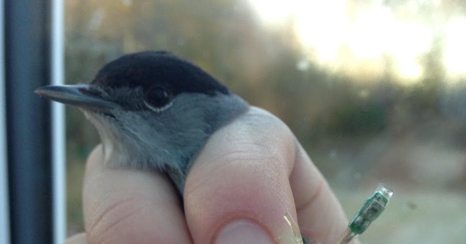 BTO Bird Ringing - 'Demog Blog': Return of the winter Blackcaps - a ...