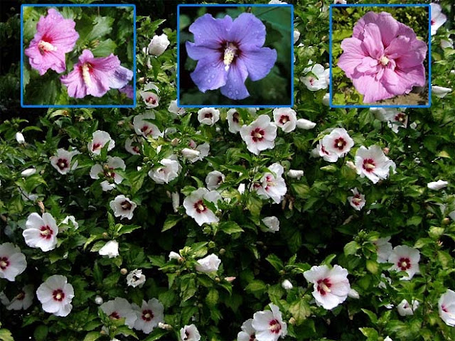 Lace Crazy: Rose of Sharon (Hibiscus)...