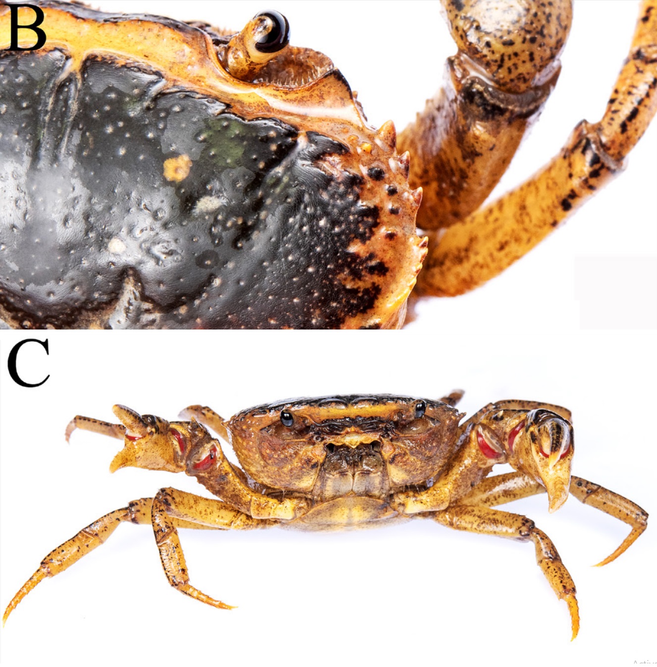 Home Décor Crustacea Metanephrops velutinus Crab Taxidermy Oddities ...