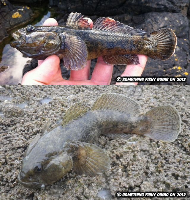 Something Fishy Going On: An idiot's guide to U.K. goby identification.