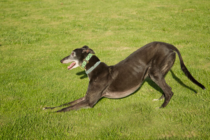 Its a Greyt Day: It's a greyhound thing