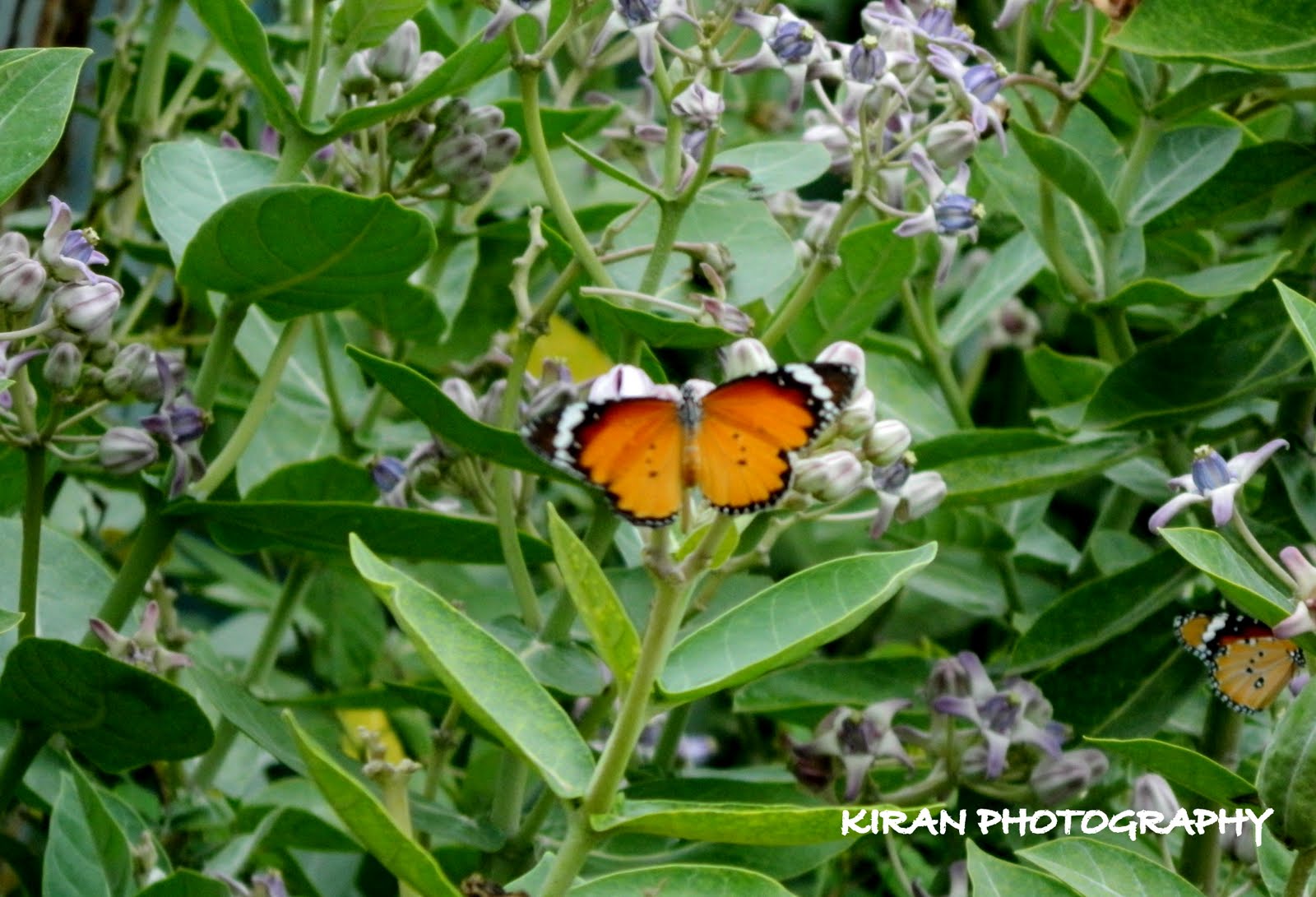 Petals,German black bees and butter fly. | Kiransa photography