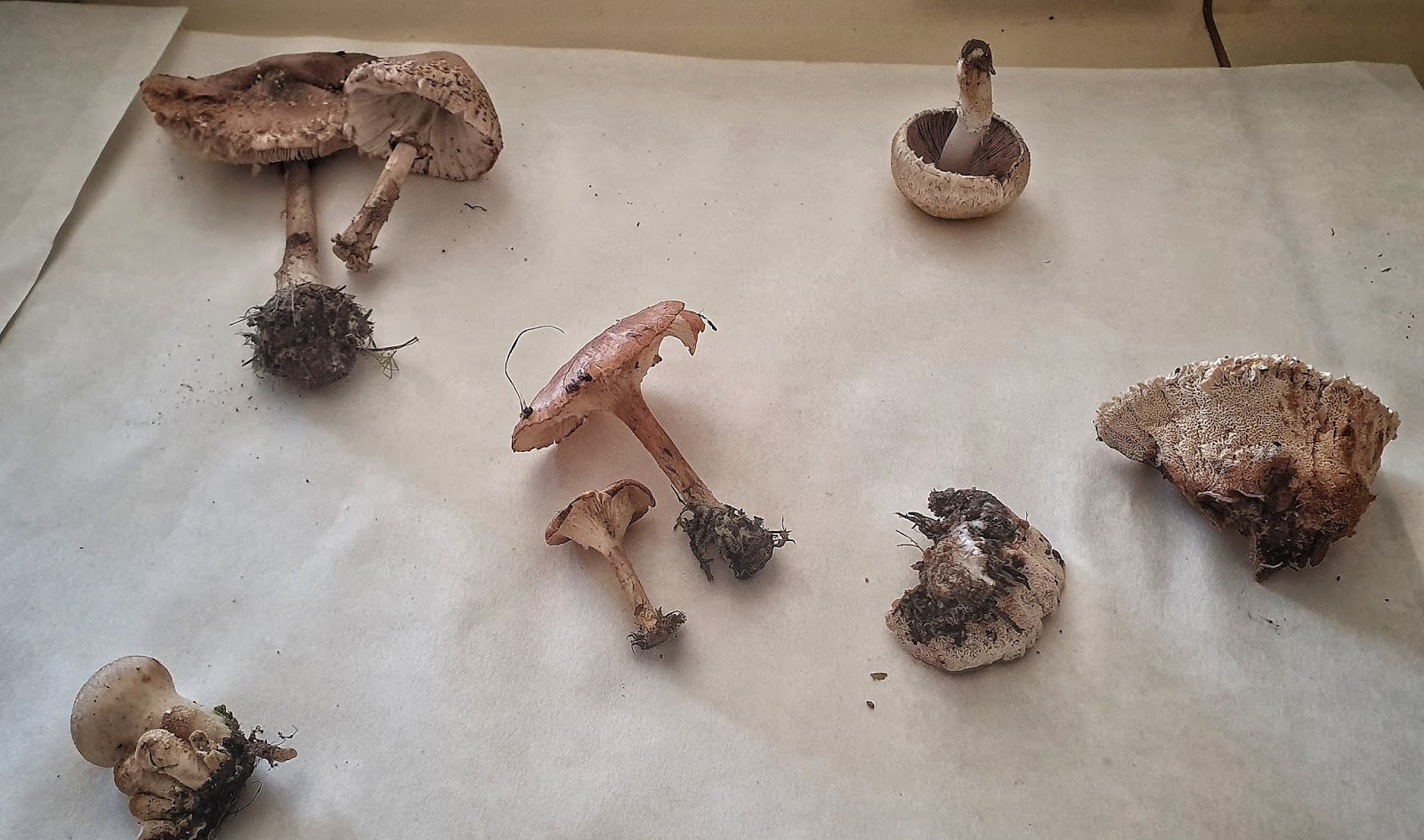 CLASIFICACIÓN DE HONGOS CON SETAS