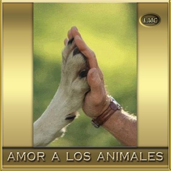 ® Blog Católico Gotitas Espirituales ®: AMOR A LOS ANIMALES...