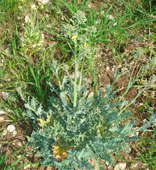 amicidellortodue: Broccoli che passione!